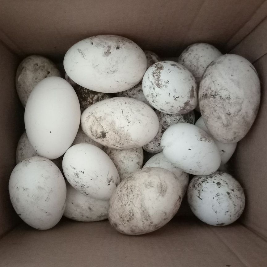 Инкубационное яйцо гусей