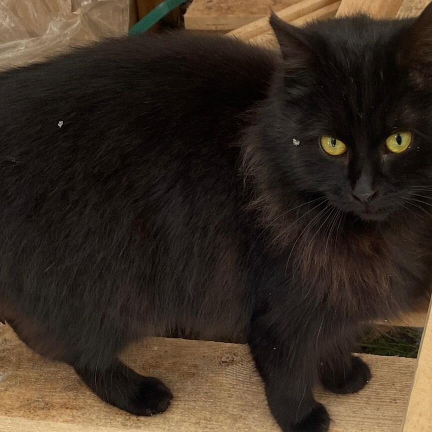 Киса в поисках дома