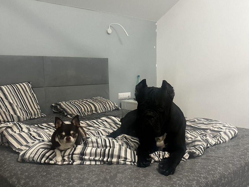 Ищем невесту