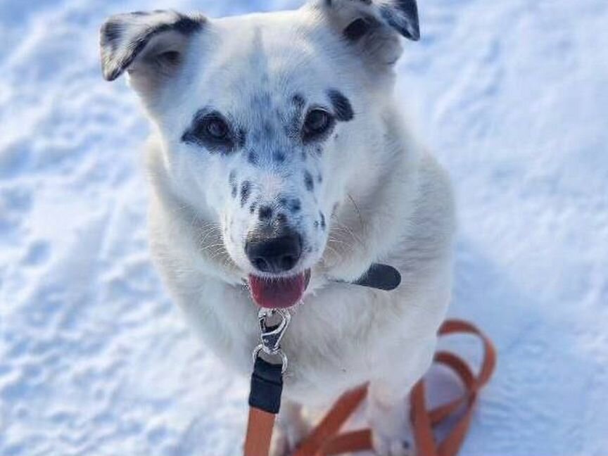 Спасите Пирата из приюта