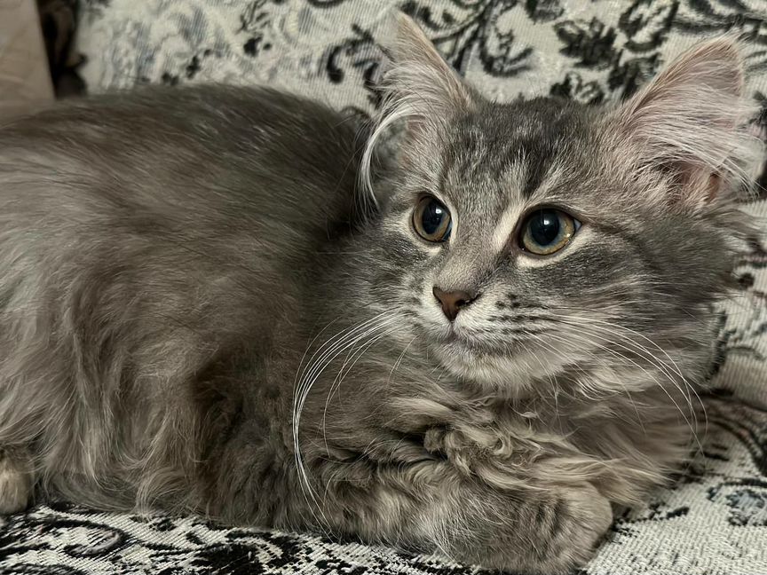 Котёнок в дар