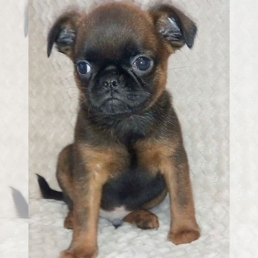 Пти брабансон мальчишка