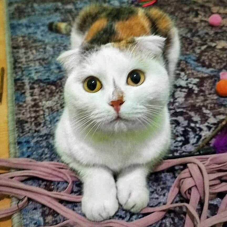 Кошечка ищет новый дом