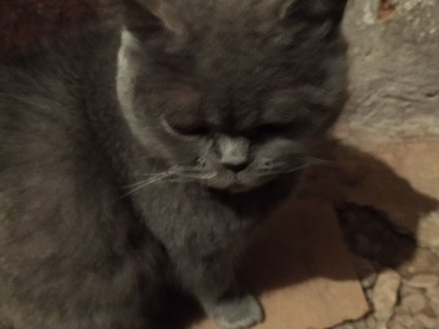 Британский котик ищет своих хозяев