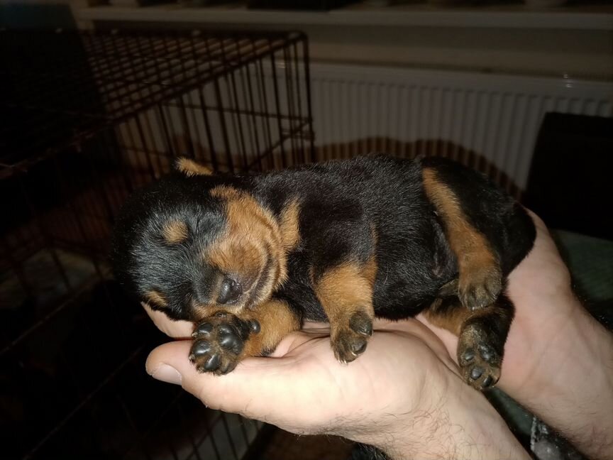 Щенки ротвейлера продажа