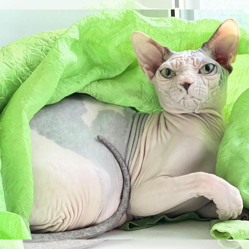 Канадский сфинкс, взрослая кошка