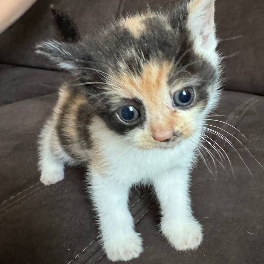 Кошки