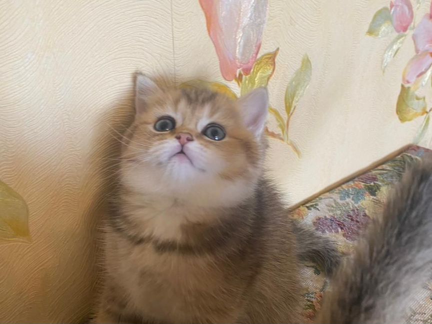 Котята британская шиншилла