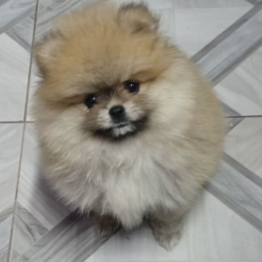 Померанский шпиц, щенок