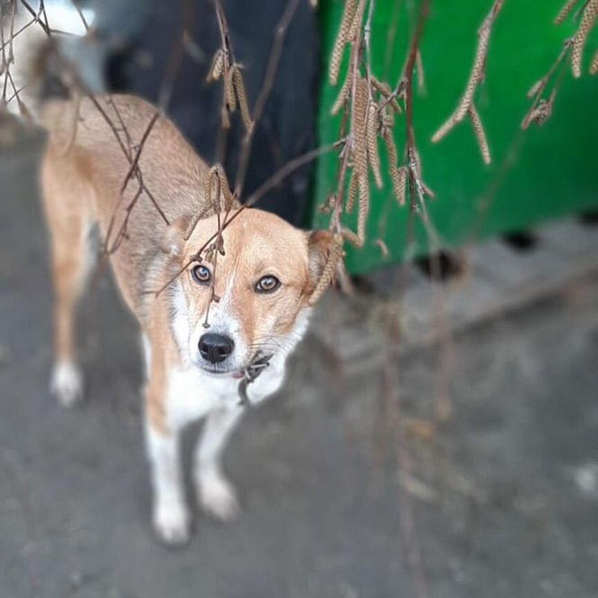 Даша в поисках своего человека