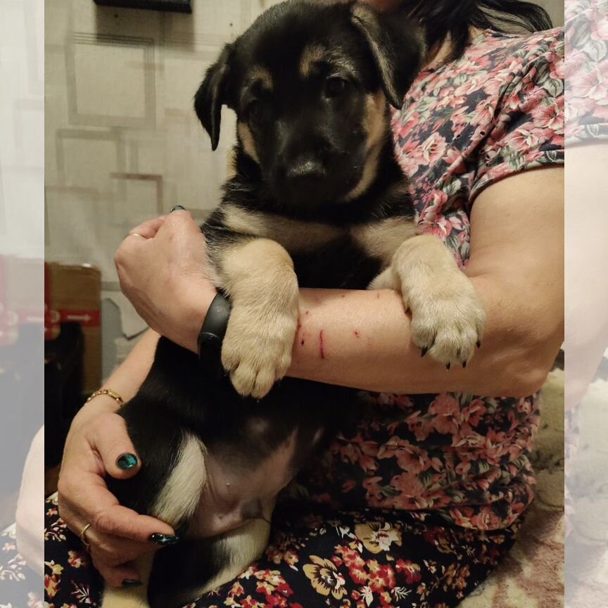 Восточноевропейская овчарка, щенок