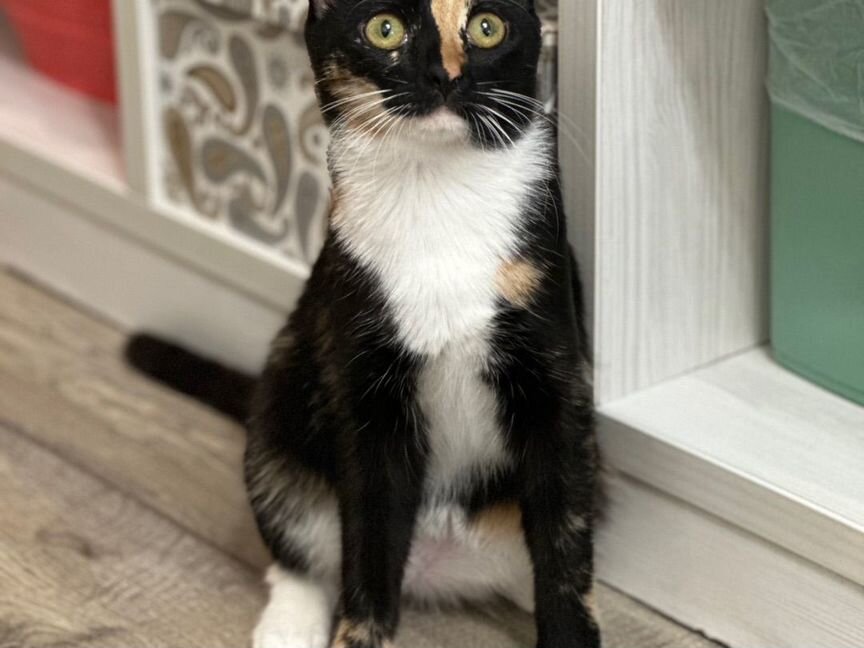 Зефирка 7 месяцев ищет дом