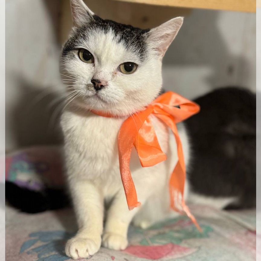 Взрослая, Девочка кошка в добрые руки