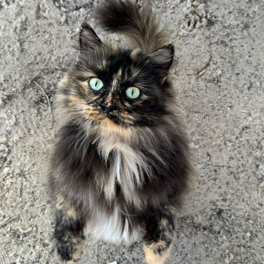 Где ты, мой человек