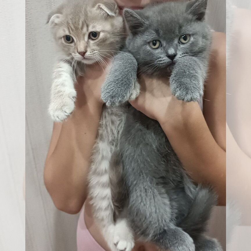 Шотландские прямоухие котята