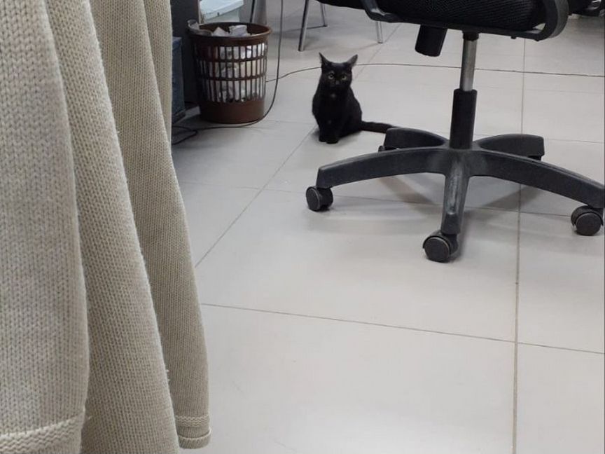 Котенок