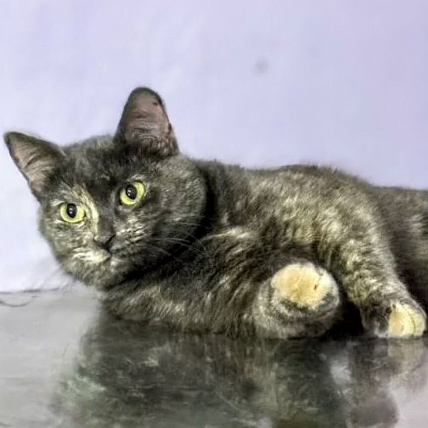 Взрослая, кошка в добрые руки