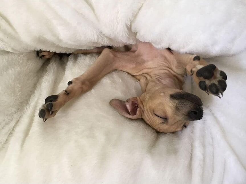 Лежанка для собак гнездо с мехом