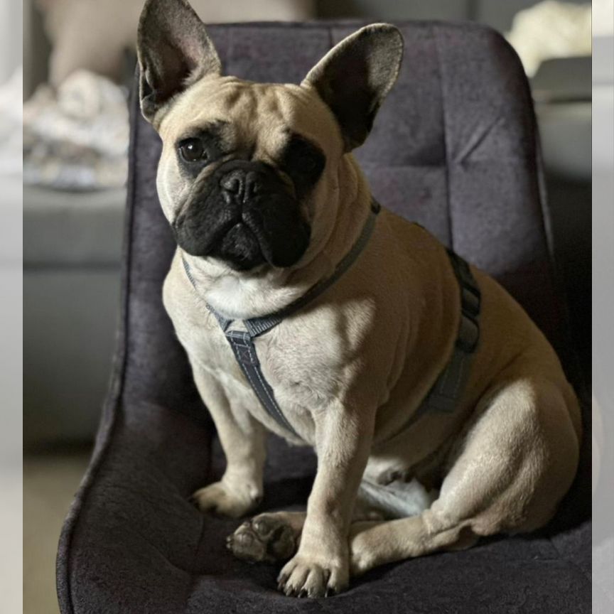 Французский бульдог, взрослая собака