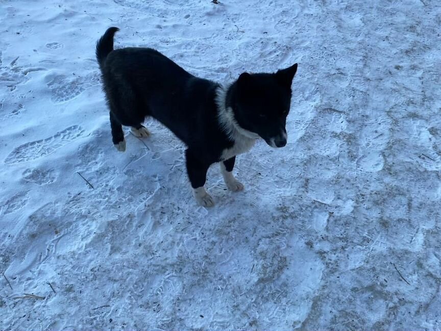 В добрые руки маленький кобелек