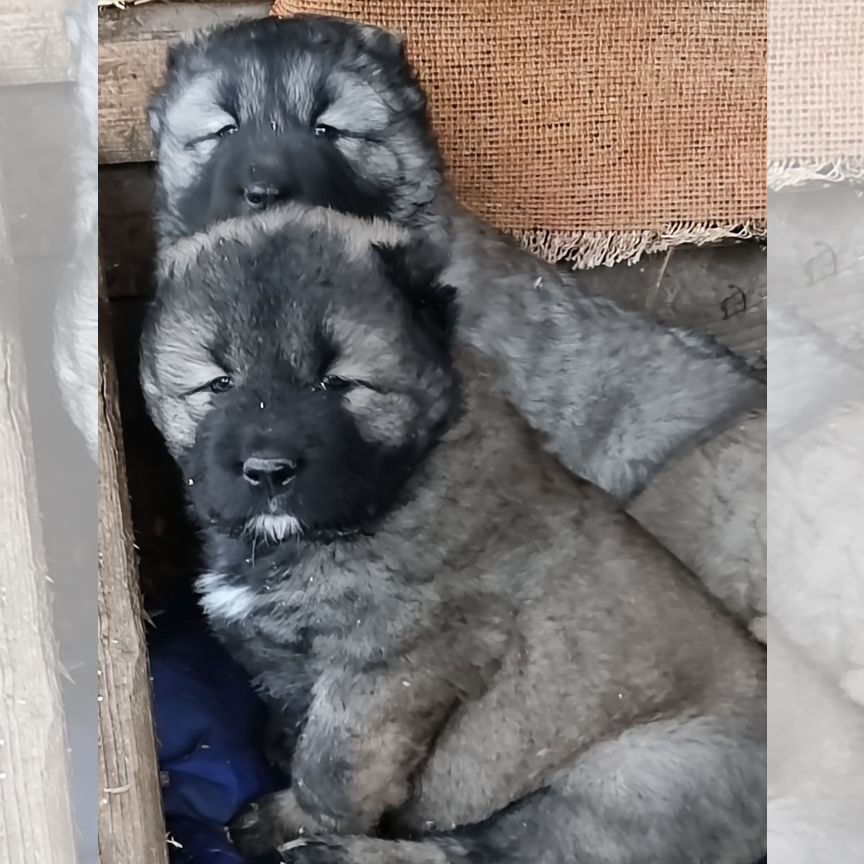 Кавказская овчарка, щенок