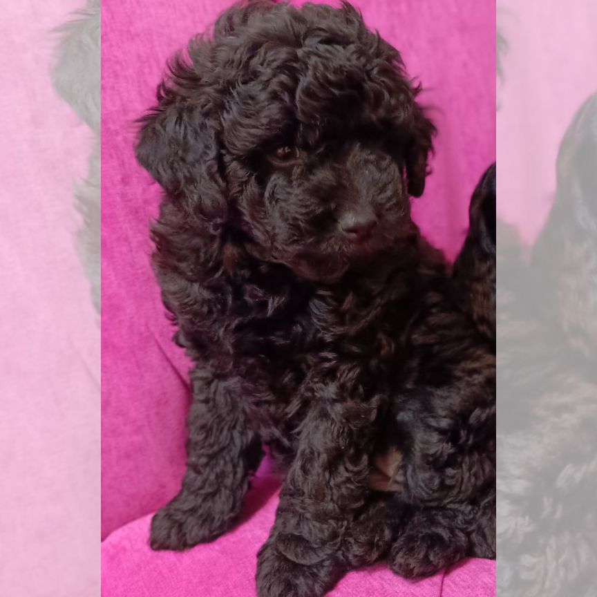 Пудель, щенок