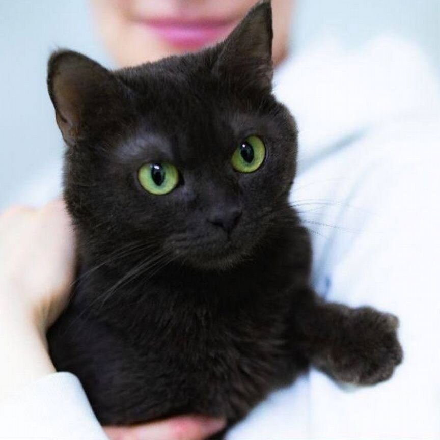 Взрослая, кошка в добрые руки