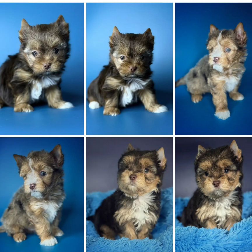 Йоркширский терьер, щенок