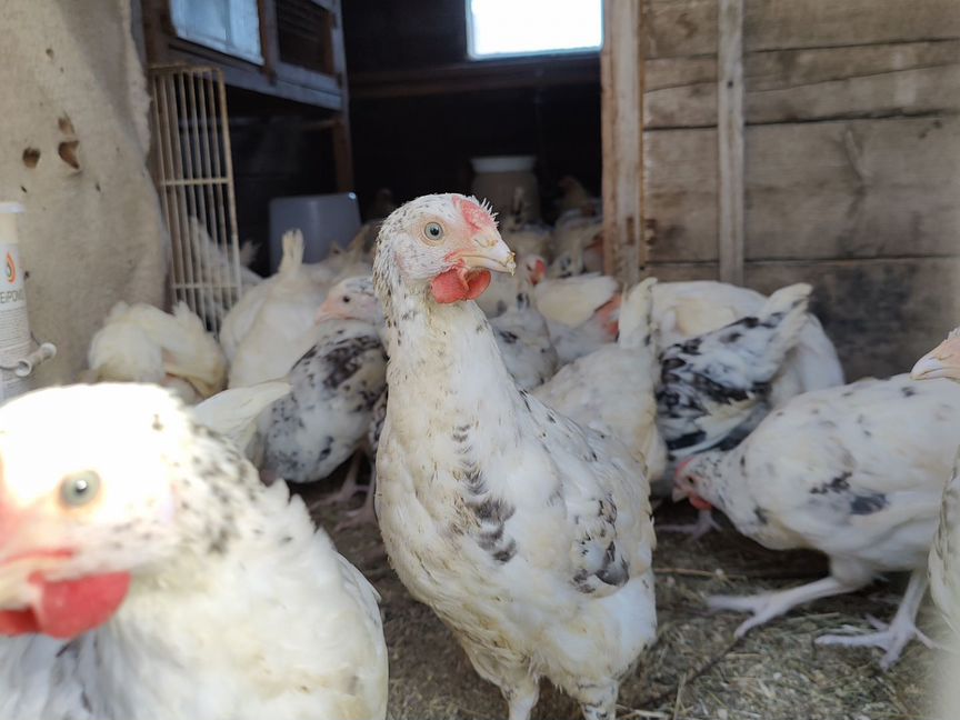 Пушкинские куры