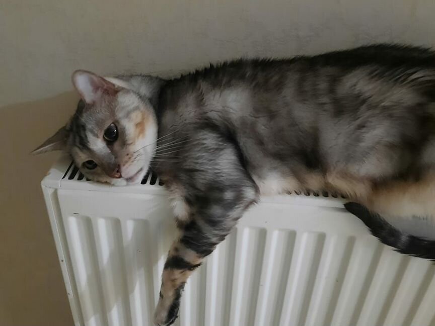 Кошка в дар