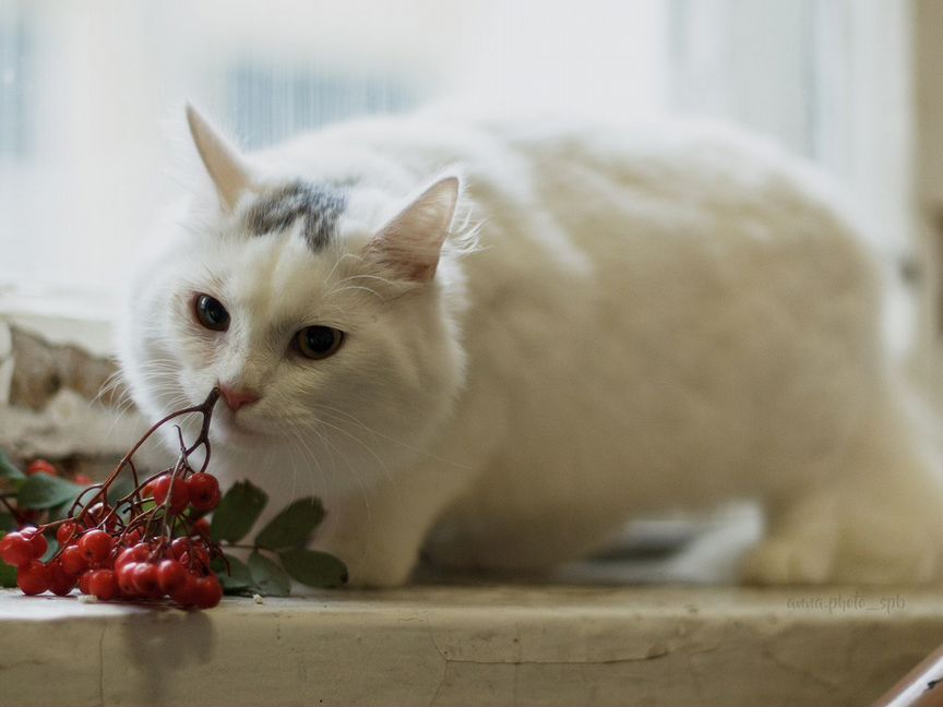 Малышка Блонди в добрые руки