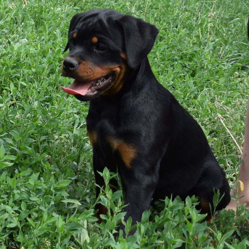 Щенки ротвейлера