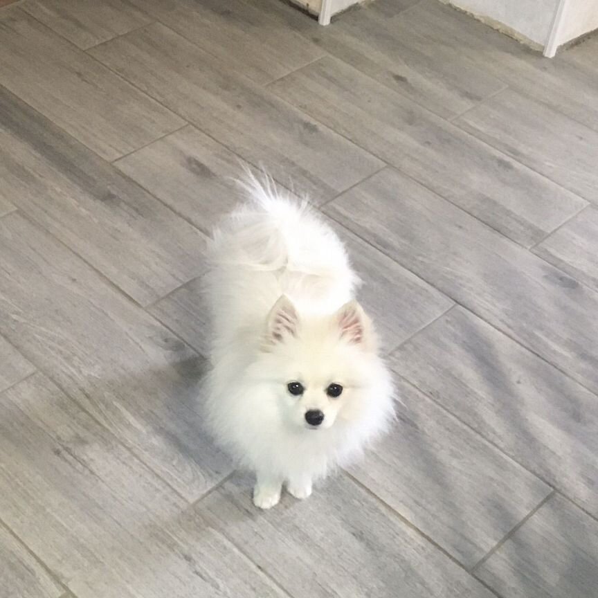 Померанский шпиц