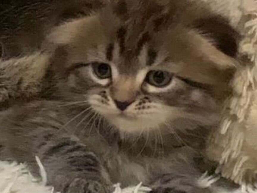 Вислоухий шотландец