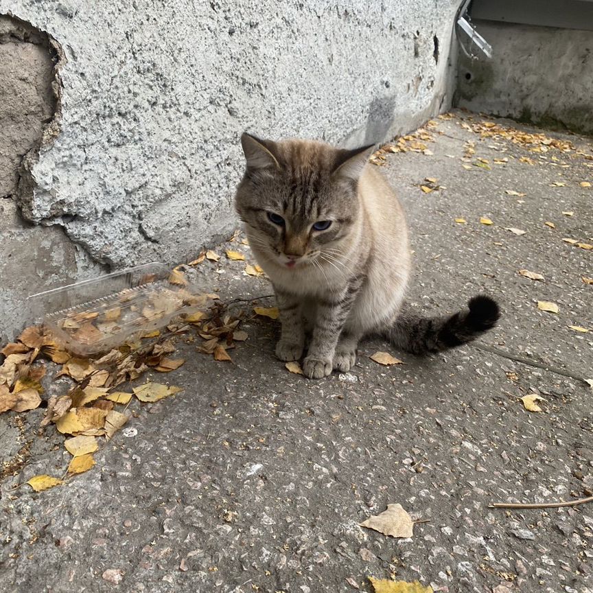 Кот и кошка