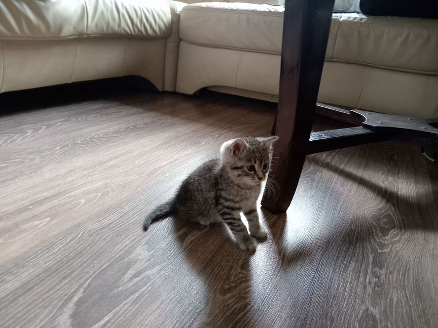 Котенок в добрые руки