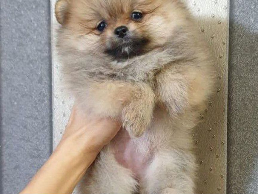 Померанский шпиц медвежьего типа