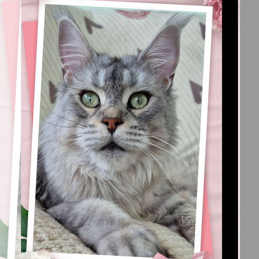 Мейн-кун, взрослая кошка