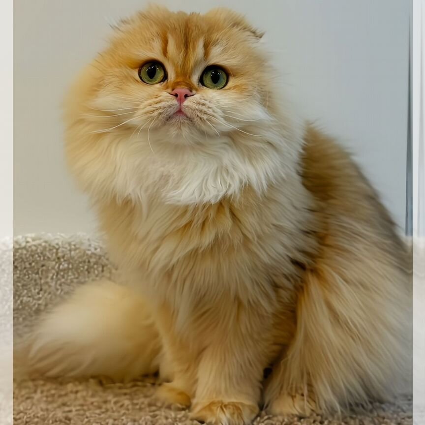 Шотландский вислоухий длинношёрстный котёнок