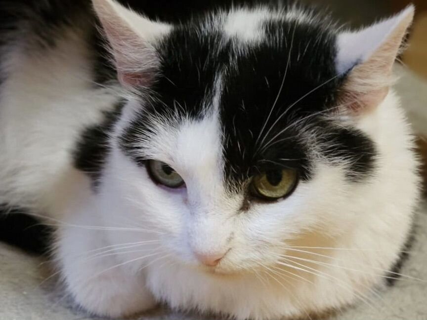 Кошка в дар