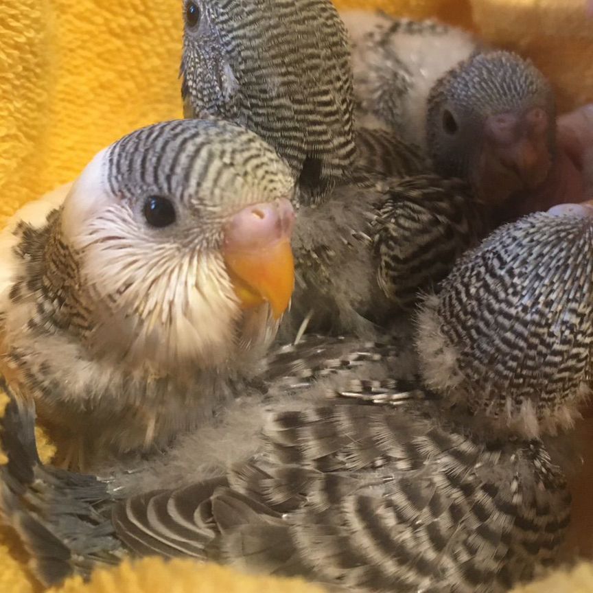 Птенцы волнистый попугай