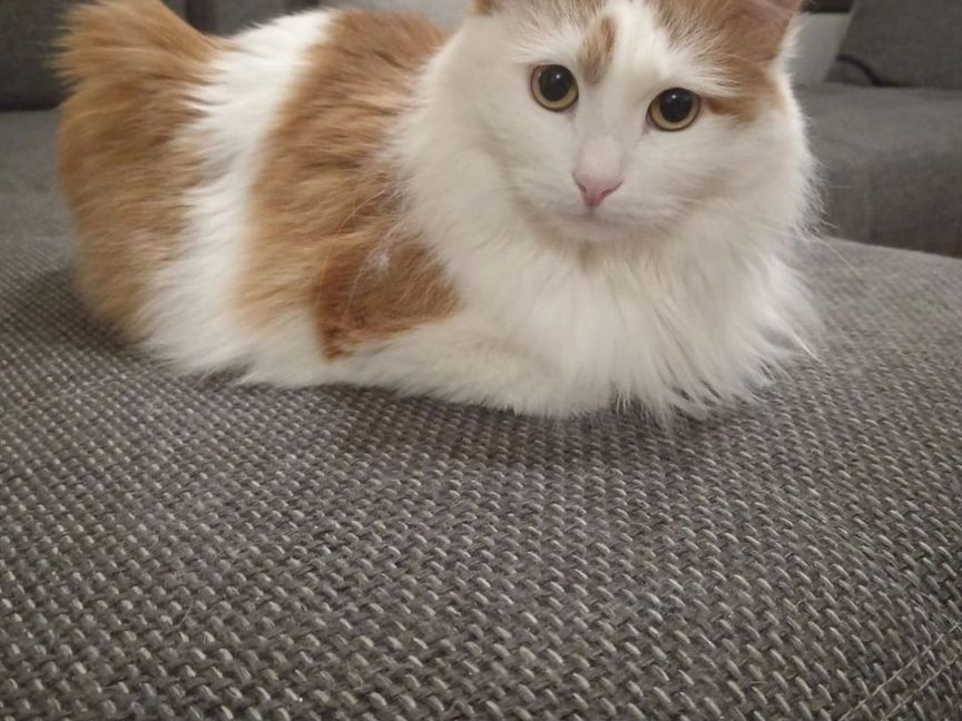 Кот Сахарок