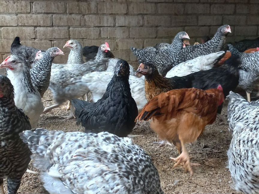 Цыплята мясо яичной породы