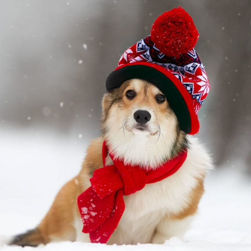 Великолепный мальчик Вельш Корги Пемброк