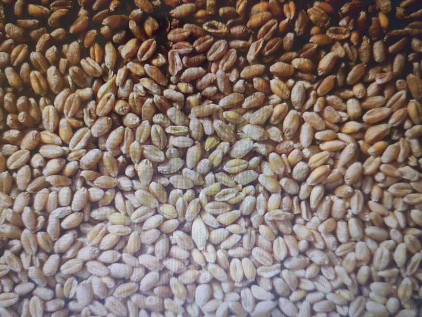 Продам зерно в розницу