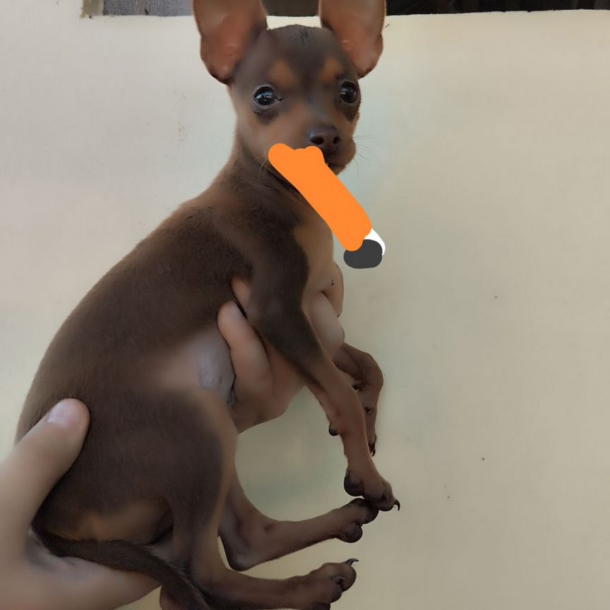 Русский той-терьер, щенок