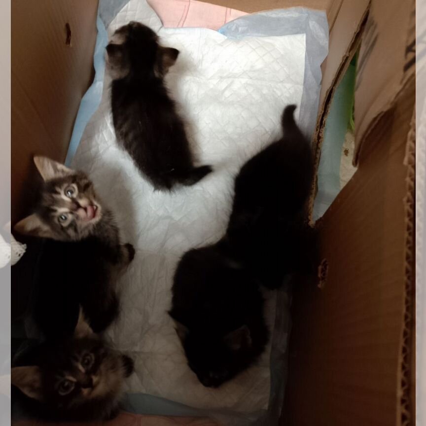 Котёнок в добрые руки