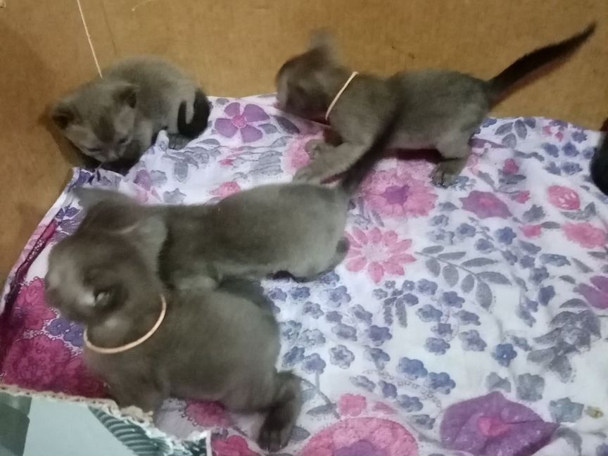 Котята бурмы бронь