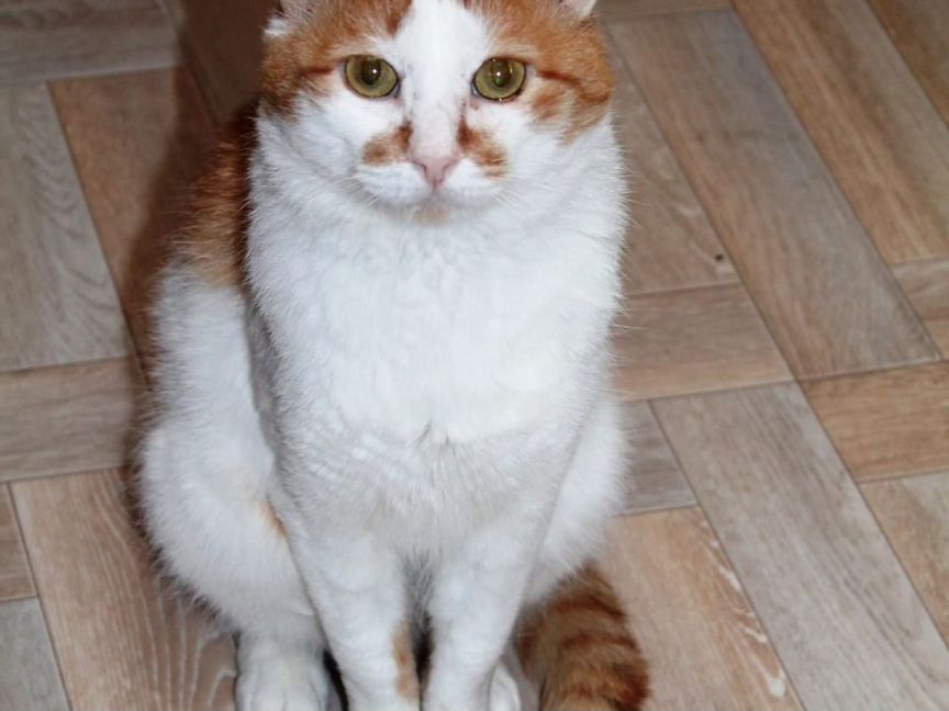 Котик в добрые руки