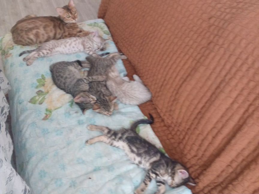 Продается котики